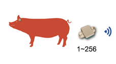 Pig Temperature Telemetry System | Animal Temperature Measurement ...