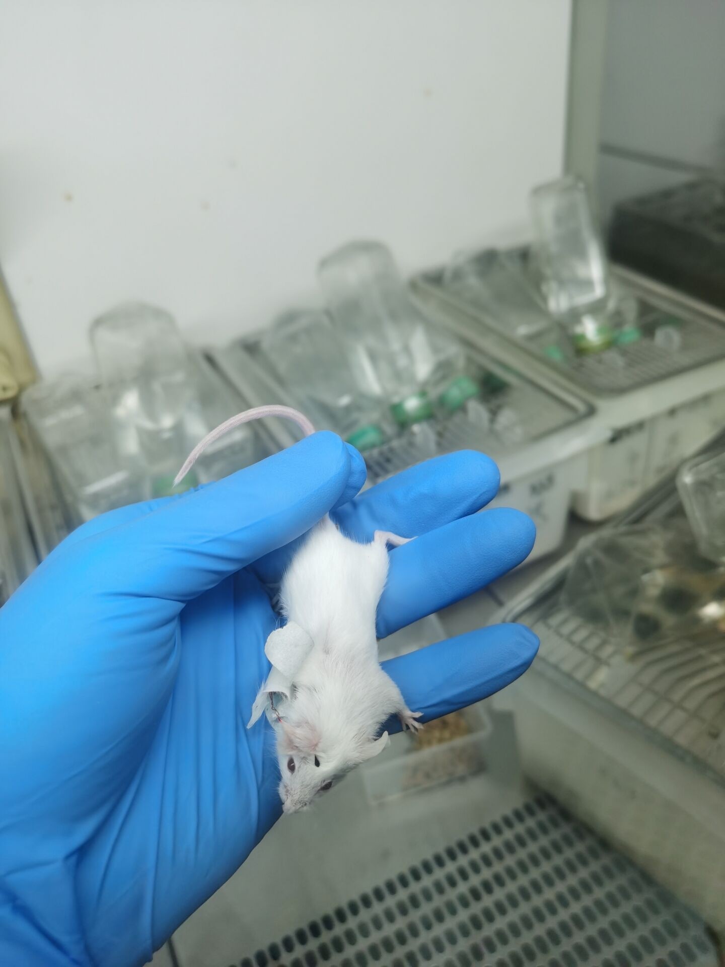 Wearable and Implantable Animals Thermometer with Temp View App ...