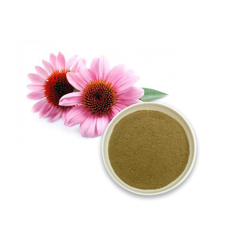 echinacea powder | Plant extracts | TNN Chemical Raw Materials Manufacturer