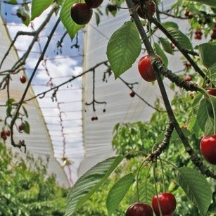 Cherry Tree Cover | Orchards Rain Covers | TAIMEI Tarpaulin Shade ...