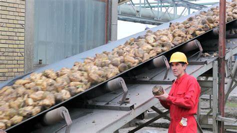 Sugar Belt Conveyor Systems for Sugar Mill | Stacking Belt Conveyor | SKE
