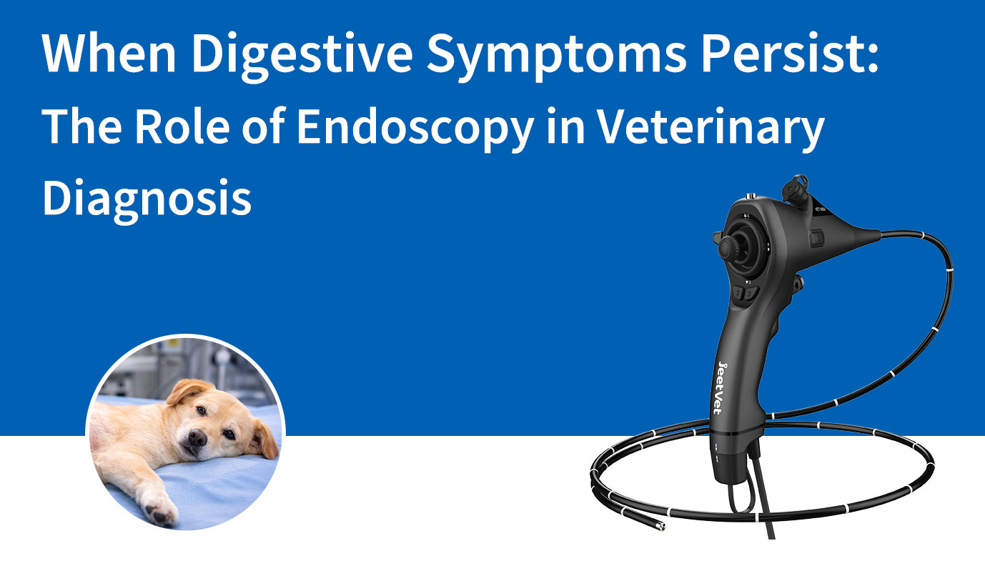 When Digestive Symptoms Persist: The Role of Endoscopy in Veterinary ...